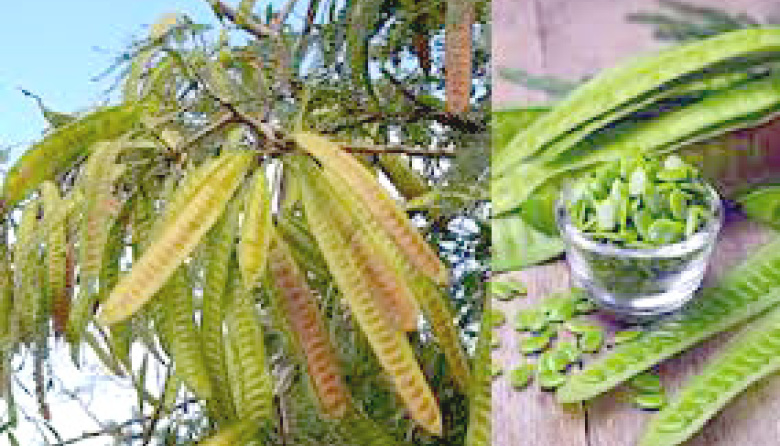 El guaje un árbol nutritivo y cultural - Diario de Palenque